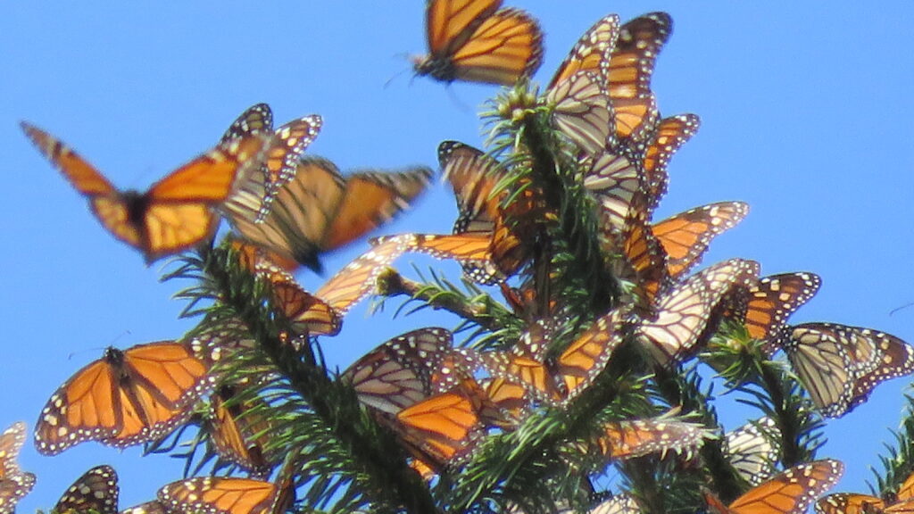 Más mariposas Monarca, por reforestaciones, en Angangueo, Michoacán ...