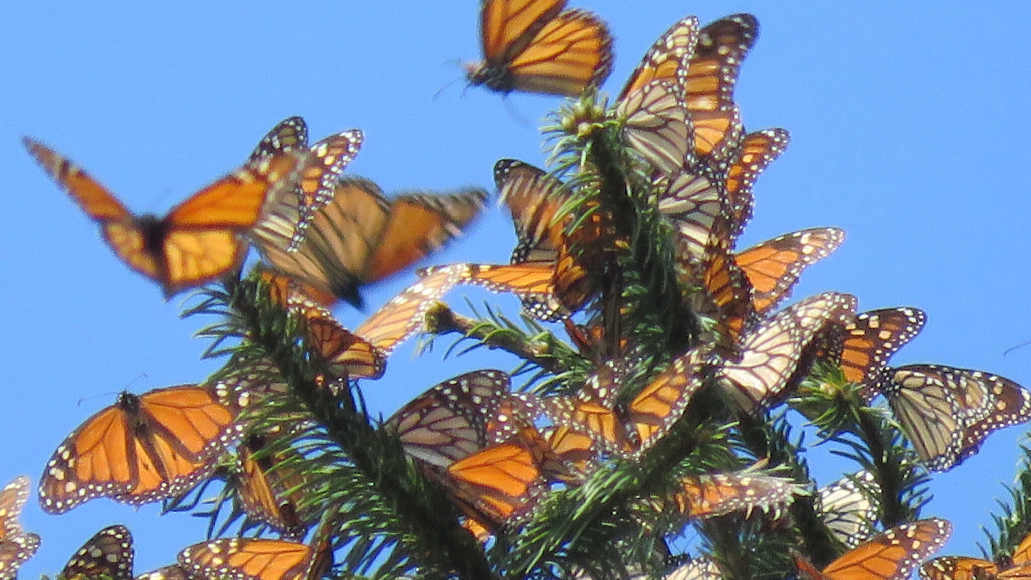 Más mariposas Monarca, por reforestaciones, en Angangueo, Michoacán ...